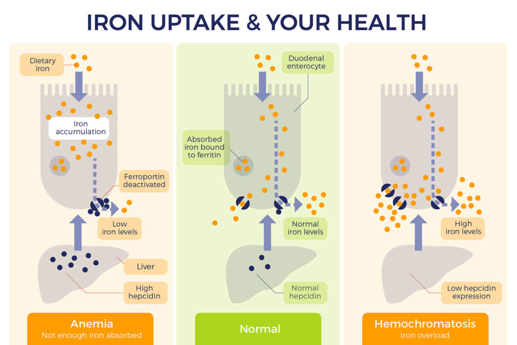 DNA Hemochromatosis Test - DNA Tests Direct